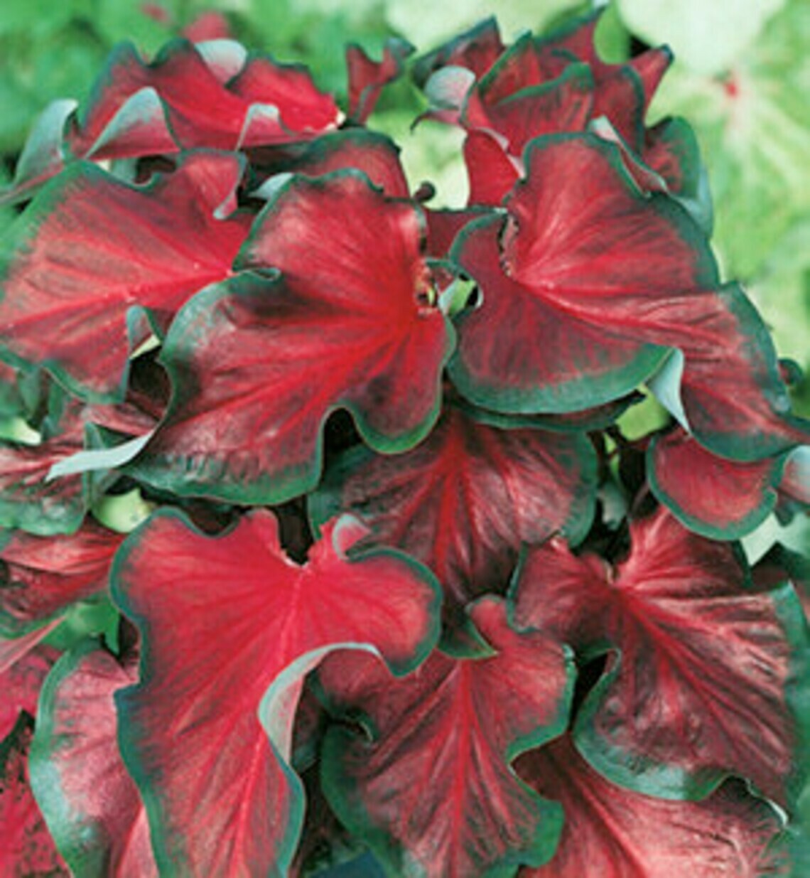 `2x Caladium Red Ruffles -Chicsonabudget | eBay