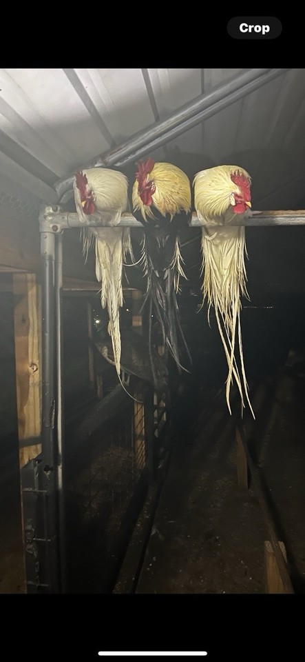 💥 1💥 RARE Onagadori Longtail ️ Honorable Fowl ️ Hatching Eggs💥PREORDER ...