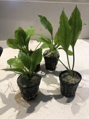 SPECIAL - $10.95 Potted Amazon Sword - Live Aquarium Plant | eBay