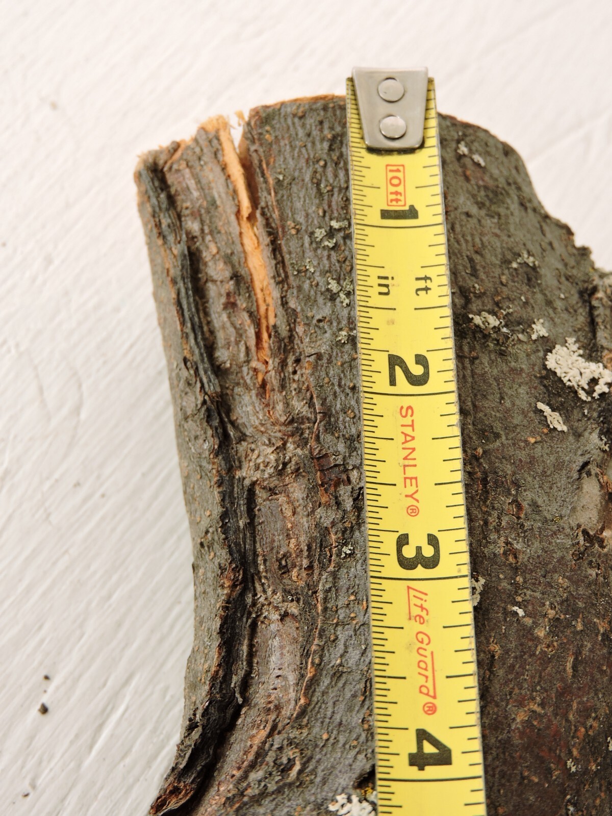 2 Apple Wood Stick Log Chunk Carving Blank Craft Forked Crotch 2 1/4~2 ...