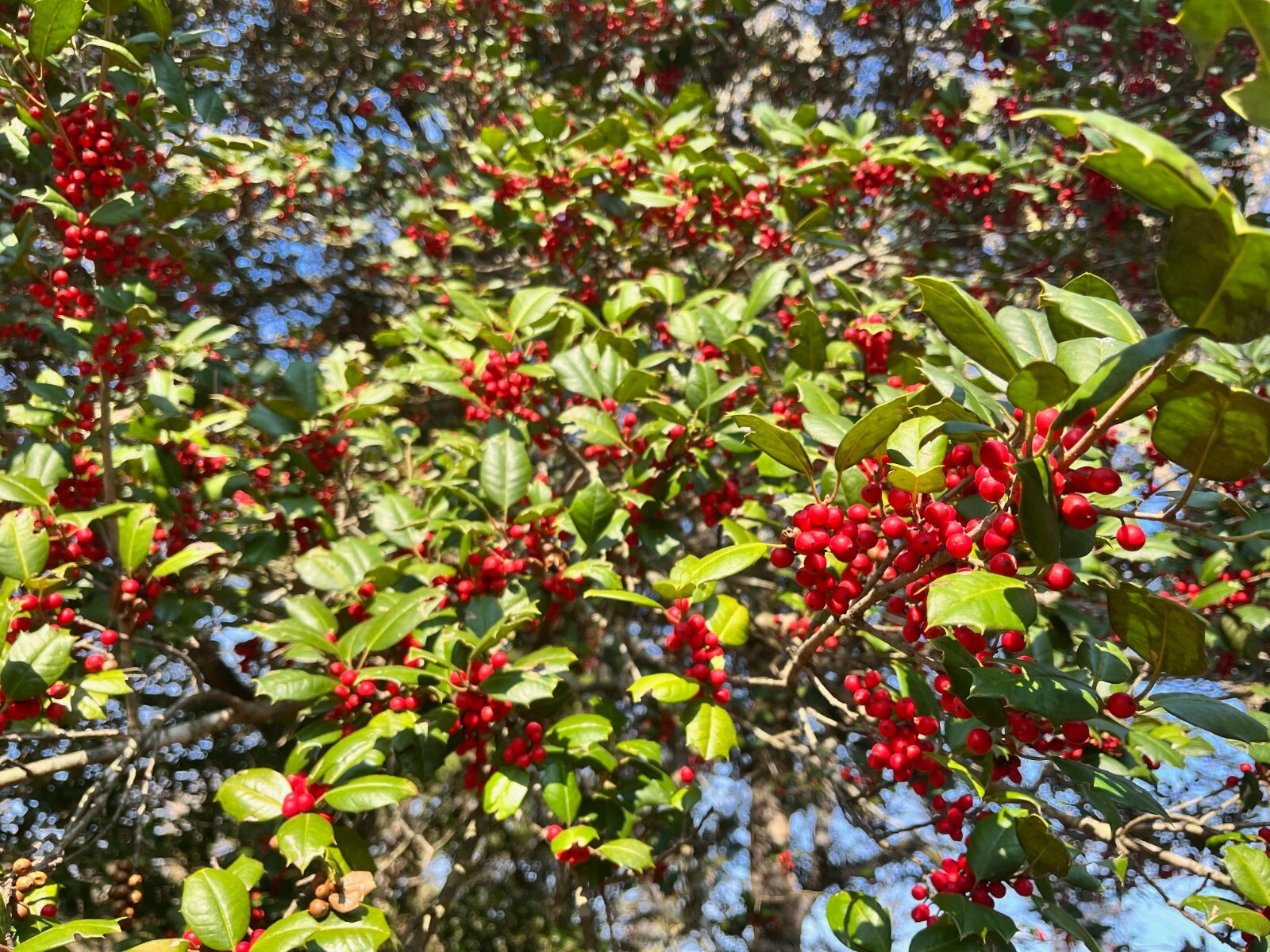 2 American Holly trees, ilex-opaca native to Virginia plants shrubs ...