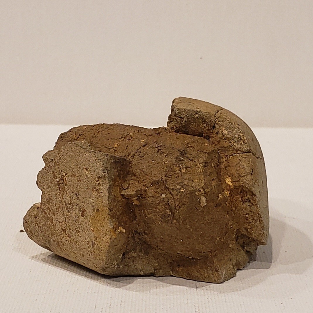 Prehistoric Fossilized California Avocado | eBay