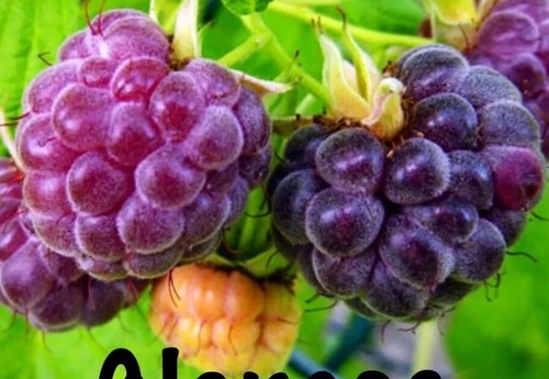 2 Pack - Glencoe Thornless Raspberry Plants Live Plant Fruit Garden ...