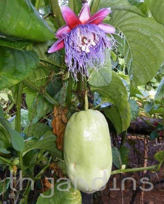 Passiflora quadrangularis, Giant Granadilla, Badea, Passion Fruit - 10 ...