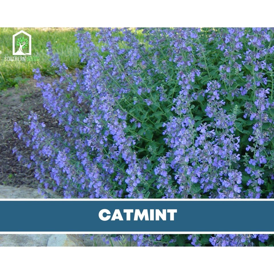 Catmint Seeds, Heirloom Medicinal Herb, Nepeta mussinii, USA Grown | eBay