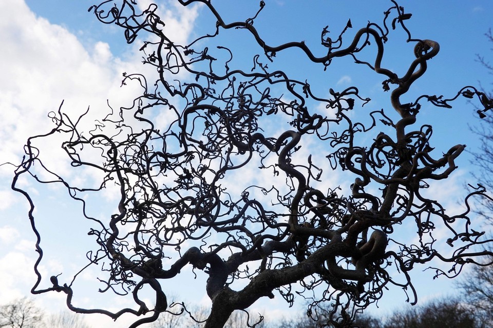 5 EUROPEAN HAZELNUT TREE aka Common Filbert Corylus Avellana Fruit Nut ...