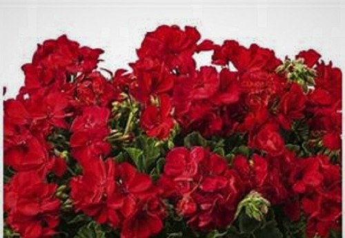 2x Dwarf geranium red Apache Scarlet cutting Beautiful groundcover ...