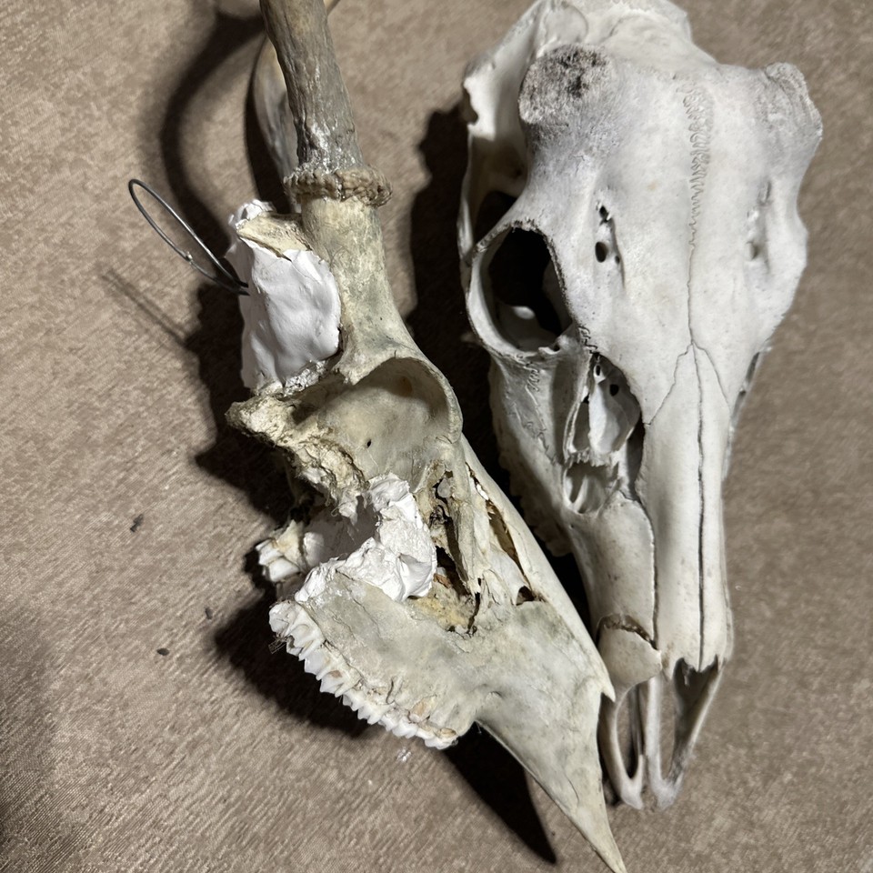 2 Whitetail Deer European Mount Antler Horns Skull Antlers | eBay