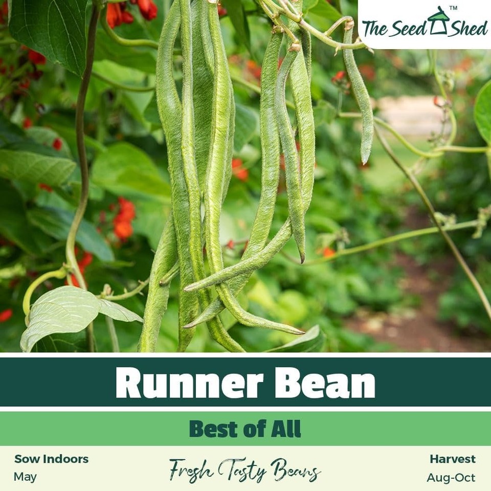 Runner Bean Best of All Seeds Heavy-Cropping, Stringless Variety for UK ...