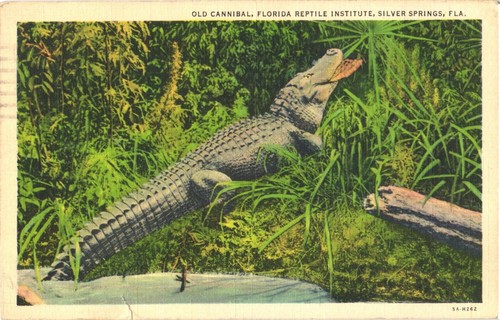 Silver Springs Florida Old Cannibal Florida Reptile Institute Vintage ...