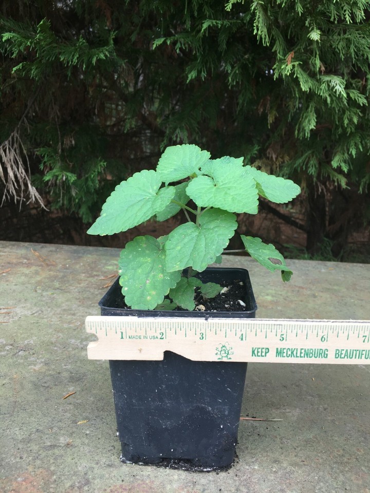 Anise Hyssop ( Licorice Mint) Live Plant Native Edible Medicinal Herb 3 ...