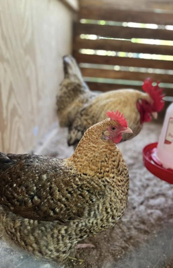Golden Cuckoo Marans