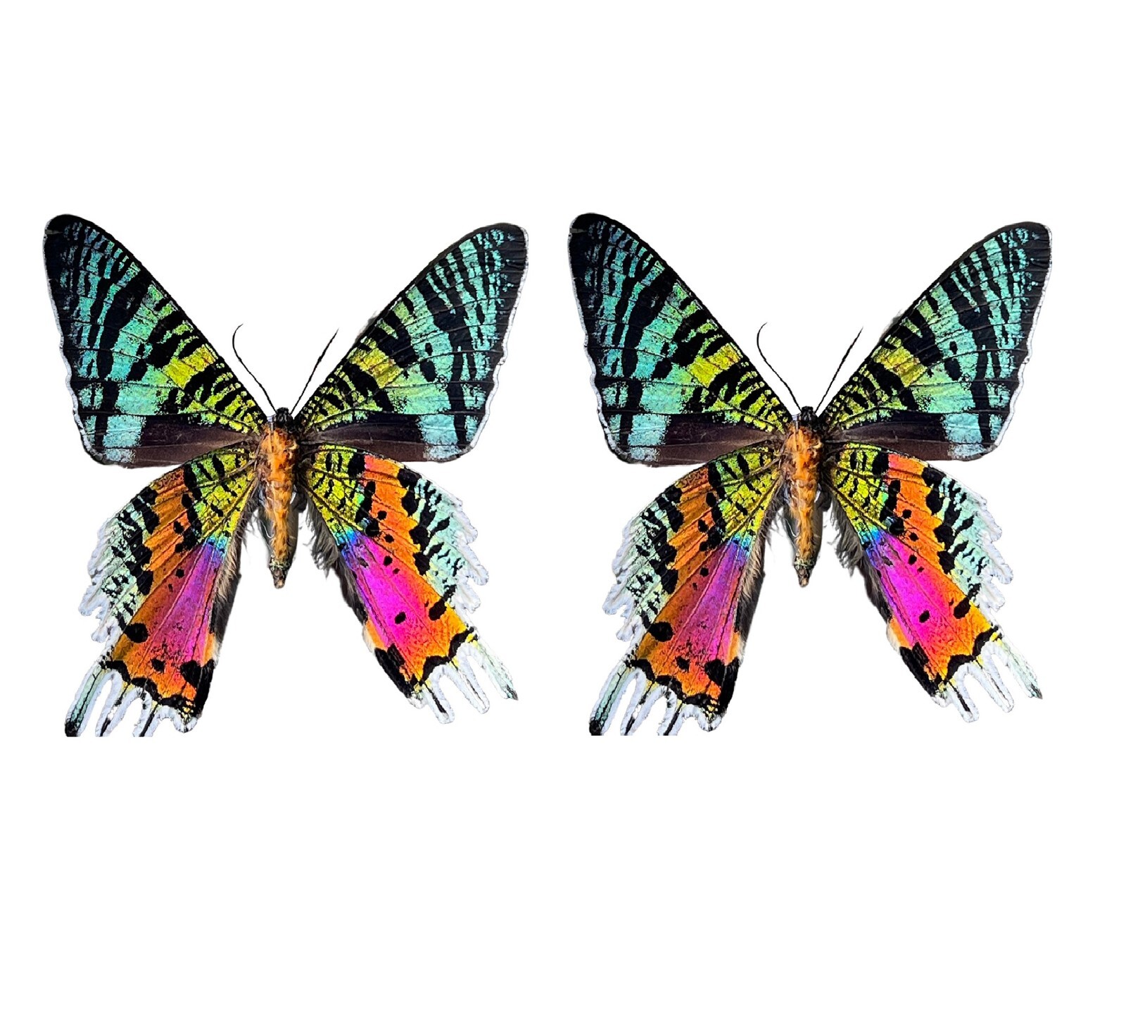 Real Butterflies Mantis Bee Specimen Artwork Dried Insect Taxidermy ...