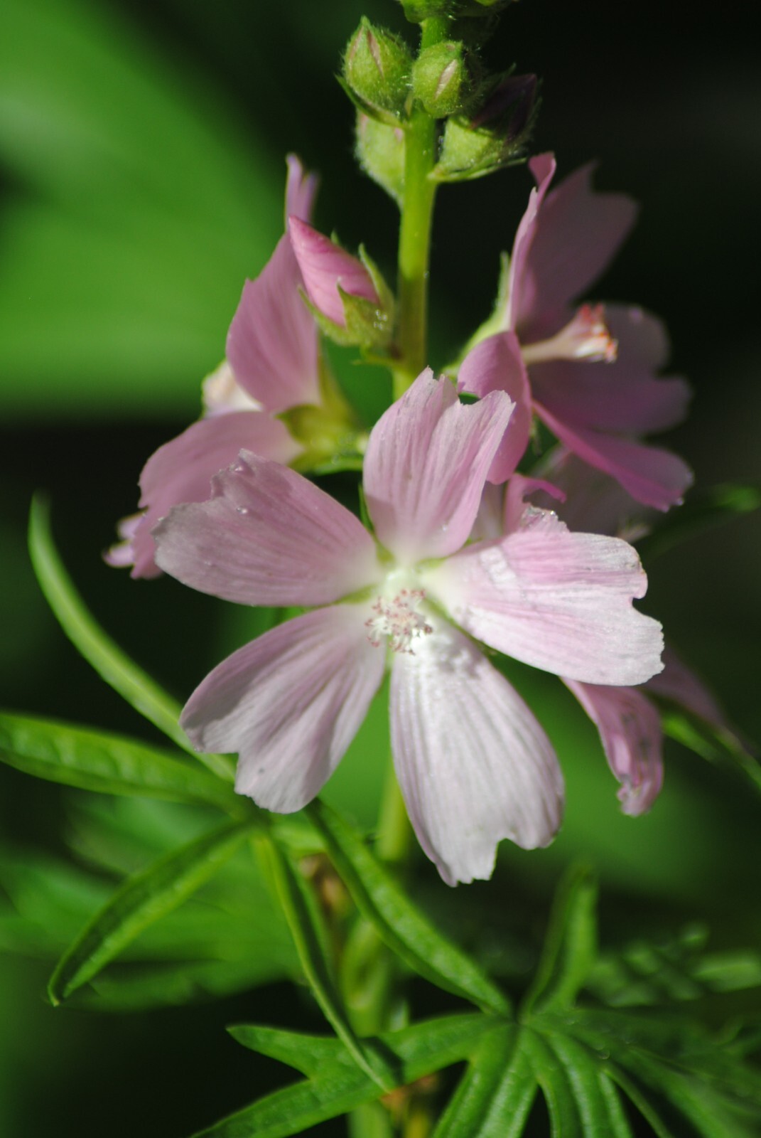 SIDALCEA Malviflora Rosaly - Pink PRAIRIE MALLOW - 30 seeds | eBay UK