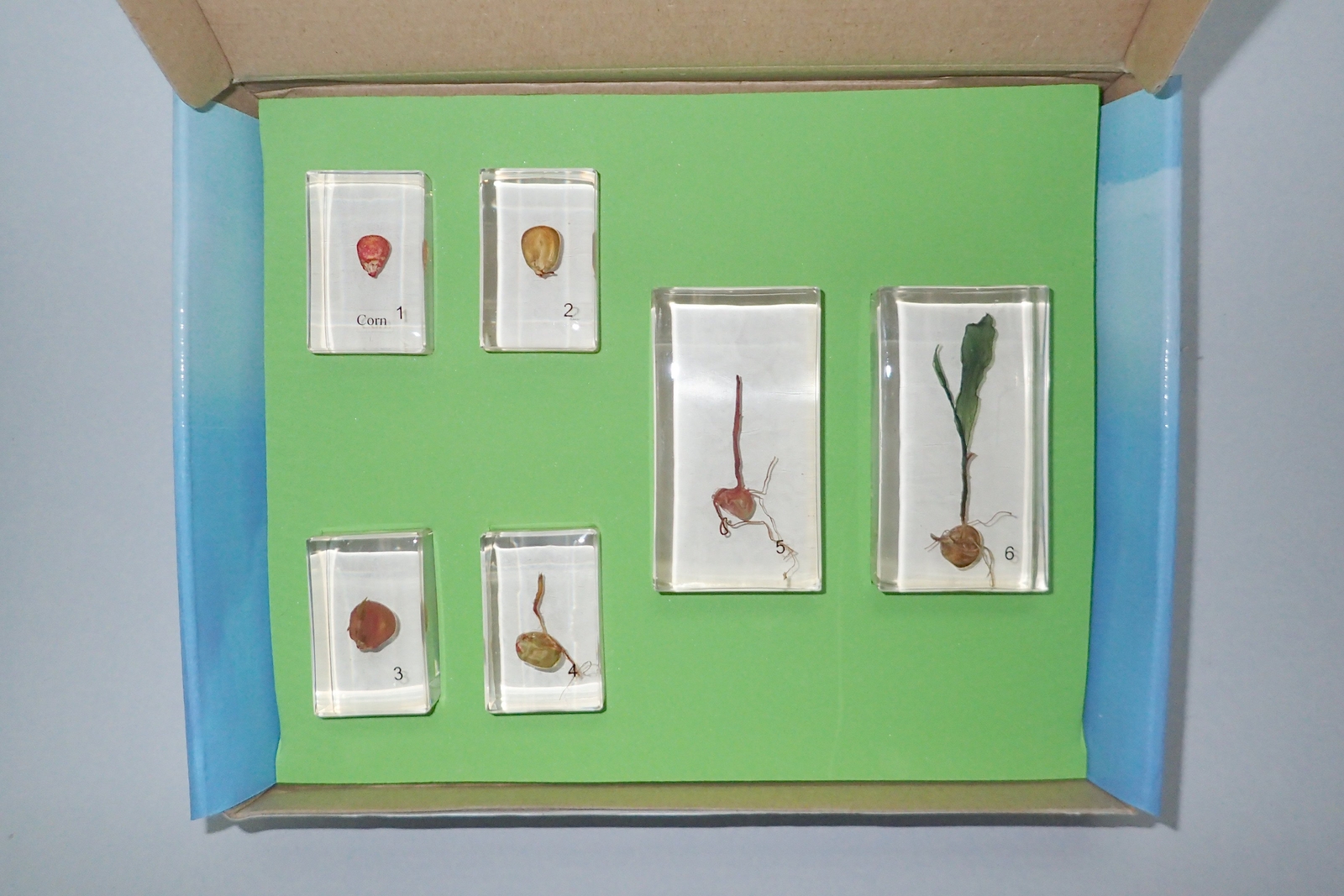 Corn Zea mays Germination Set 6 Clear Resin Block Education Plant ...