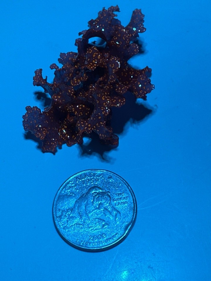 Atomic Broccoli Red Sparkle Macro Algae Saltwater Refugium Reef Tank ...