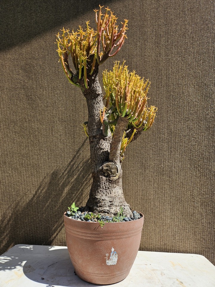 Old Fire stick Pencil ( Euphorbia tirucalli ) Bonsai Tree,,,, sale | eBay