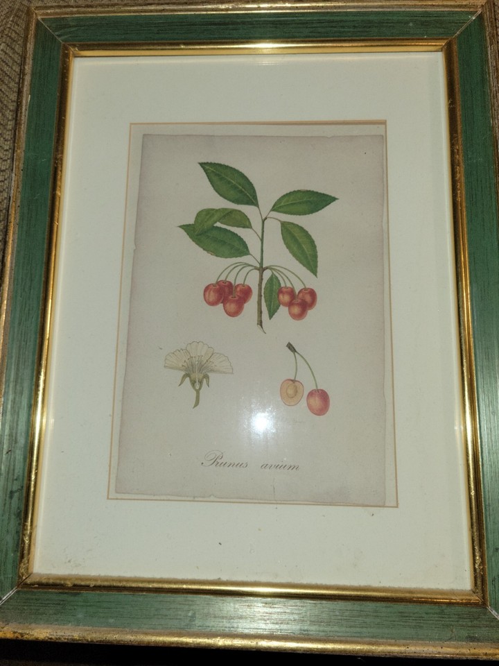 PJ Redoute Framed Matted Art Prints Strawberries Cherries 14x12 Frame ...