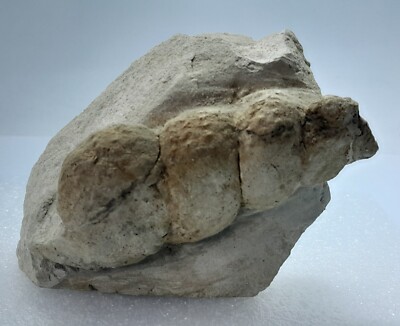 Heteromorph fossil ammonite: Mariella lewesiensis - Cretaceous Lower ...