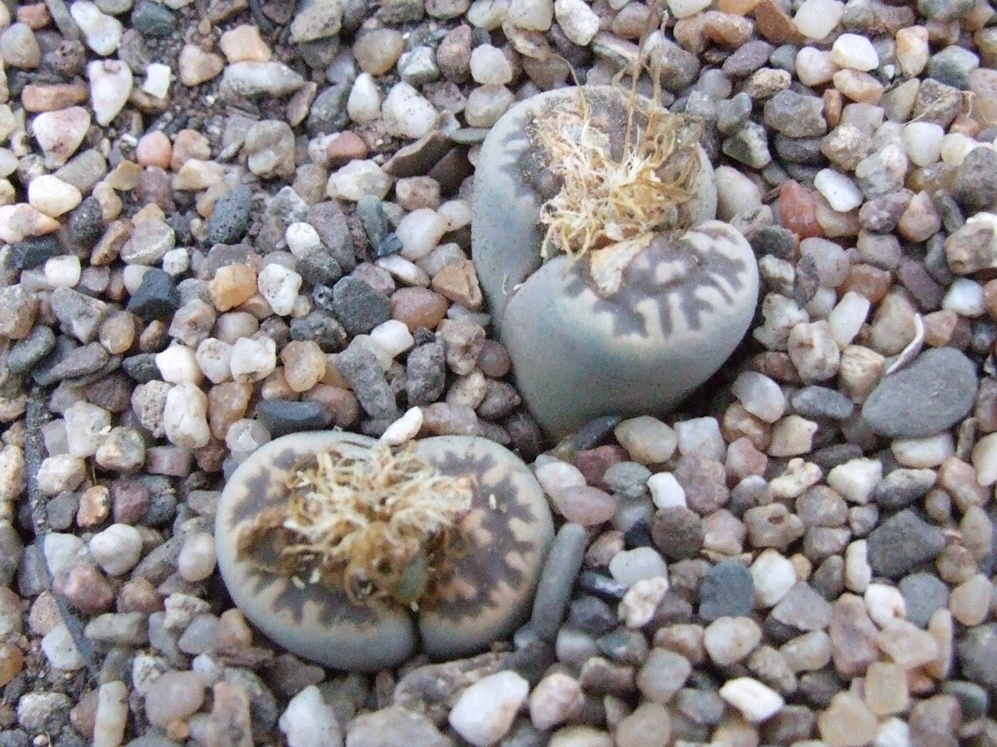 LIVING STONES (Lithops bella) 20 seeds | eBay