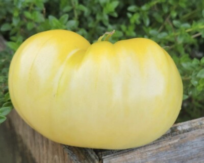 White Tomesol Tomatos seeds Heirloom. 🇺🇸 NJ Check My Store For More | eBay