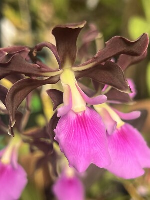 Encyclia Rioclarense | eBay