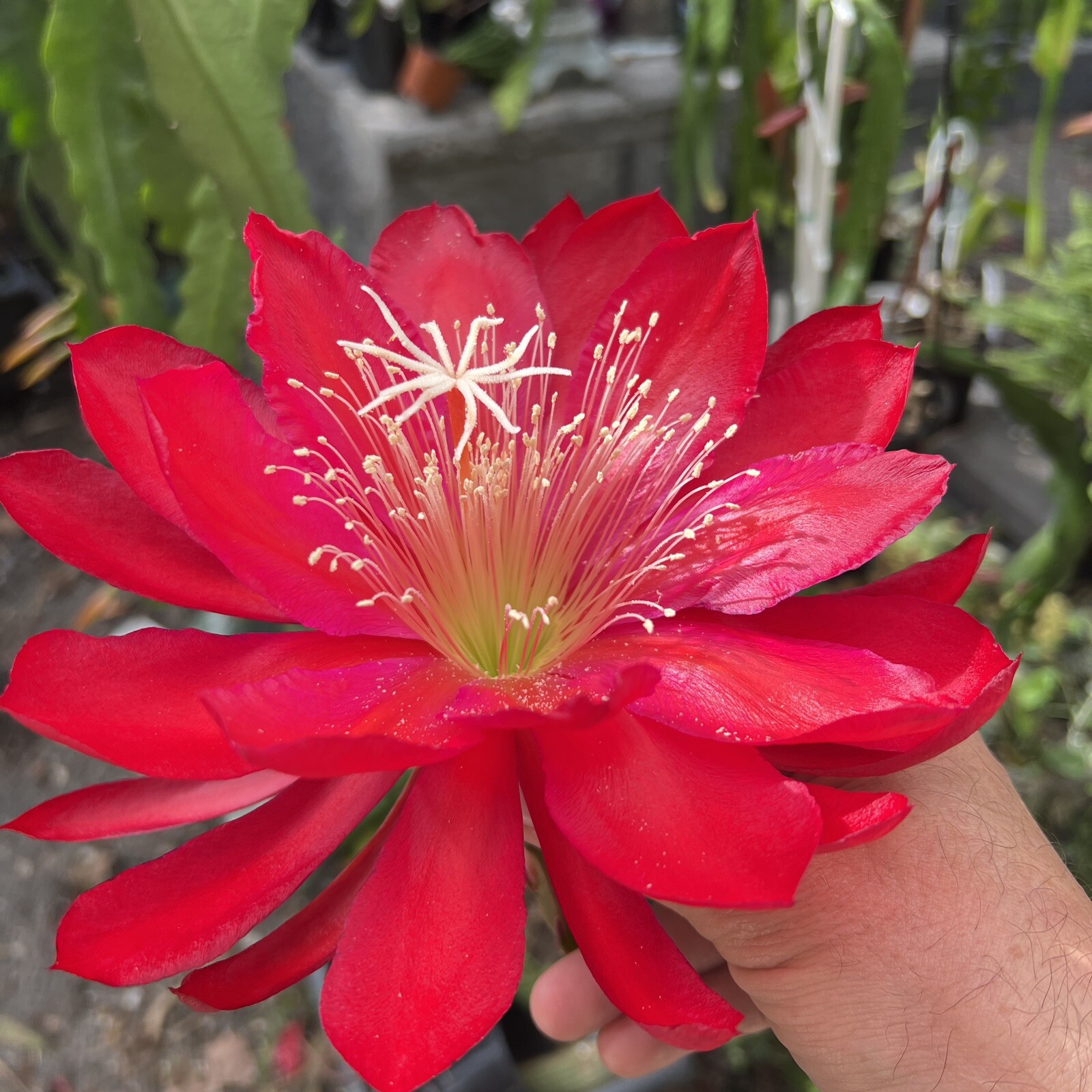 Epiphyllum 'KIWI LEGEND' - ONE Cutting - ESA Registered! | eBay
