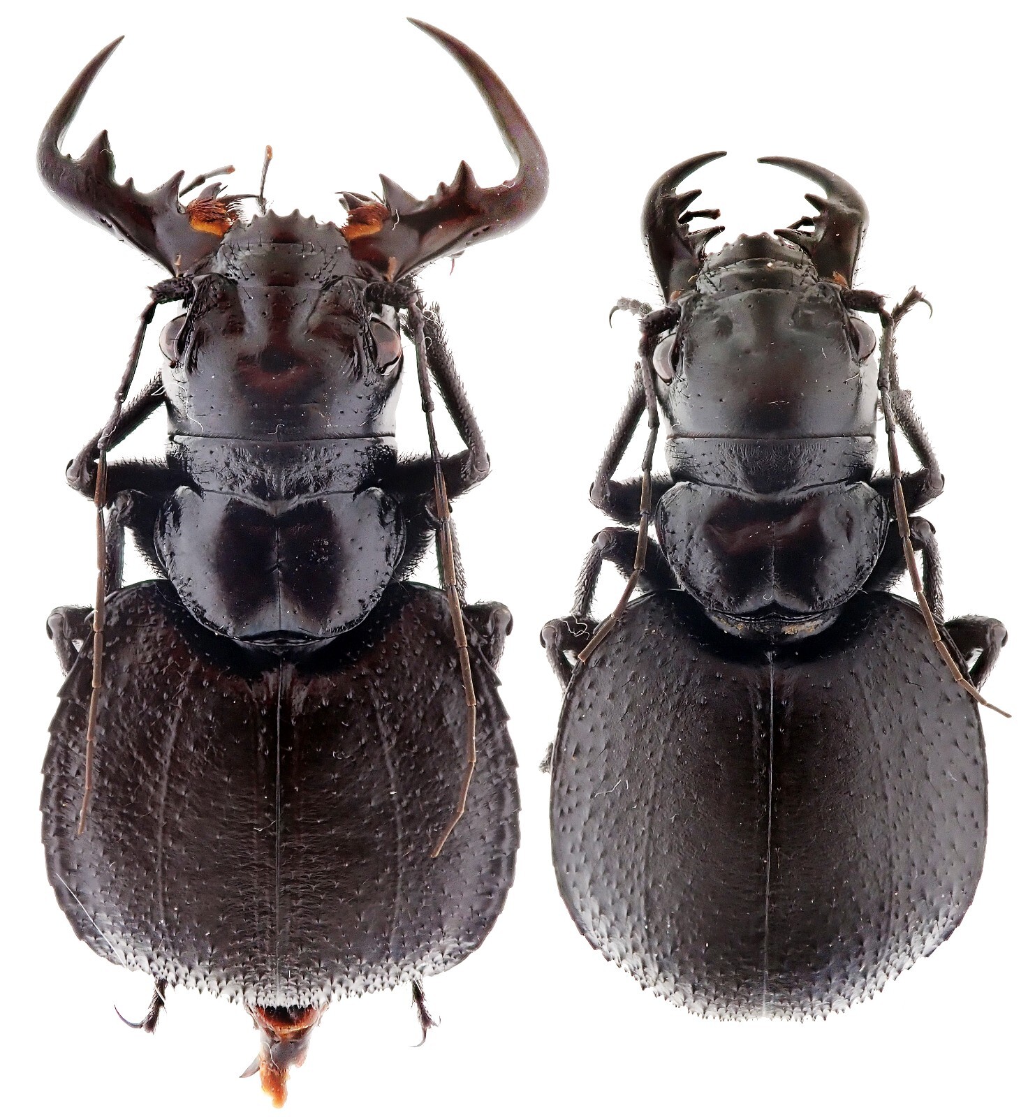 Insect - CICINDELIDAE Manticora tyrannus 2019 - Zambia - Giant Pair ...