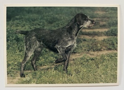 1990 Firefly Dog Postcard German Wirehaired Pointer Callea Photo ...