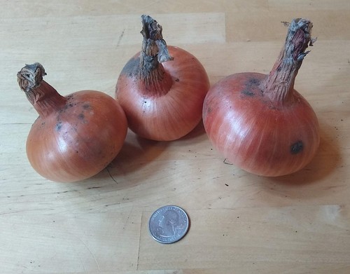 Potato Onion seeds ~ Open Pollinated Heirloom Multiplier Onions | eBay