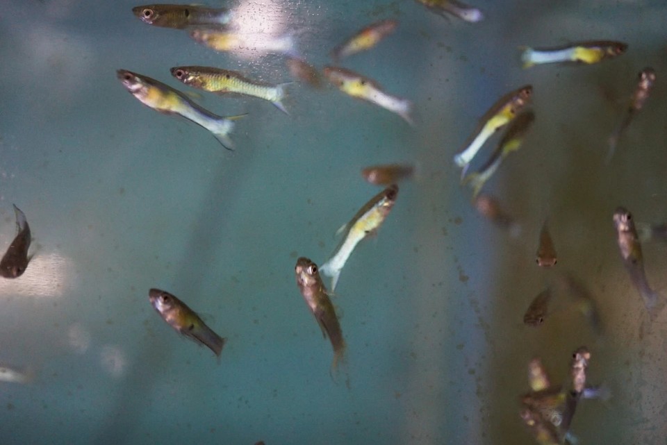 Japan Endler – Live Freshwater Aquarium Fish – Poecilia wingei – Tank ...