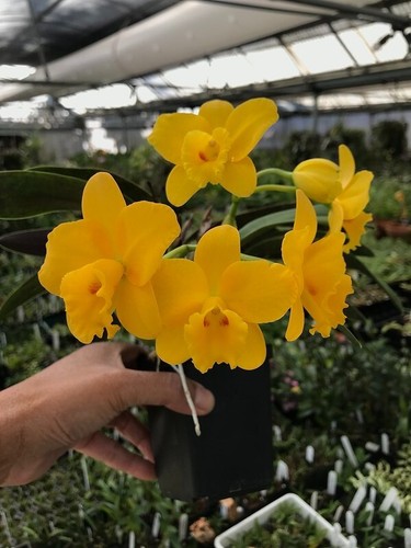 DO - Laelia itambana x Sc. Beaufort, mini-catt, Orchid, Cute!, in bud ...