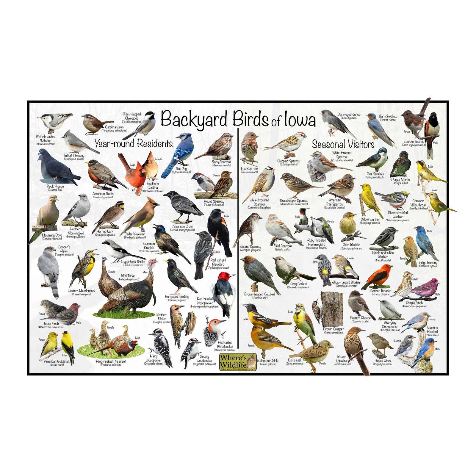 Backyard Birds of Iowa Bird Identification Nature Poster / Quick Easy ...