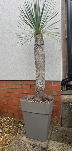 large yucca rostrata plant in pot cash only | eBay UK
