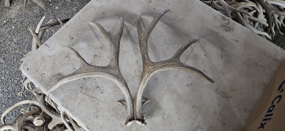 Nice Set Of Mule Deer Shed Antlers Horns Elk Moose Rack | eBay