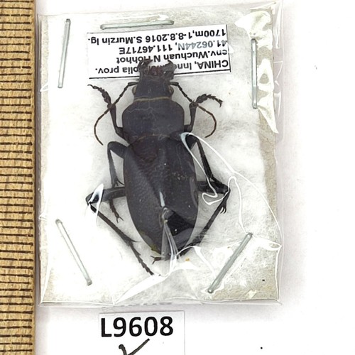 Carabidae, Carabus glyptopterus, male, A1, China | eBay