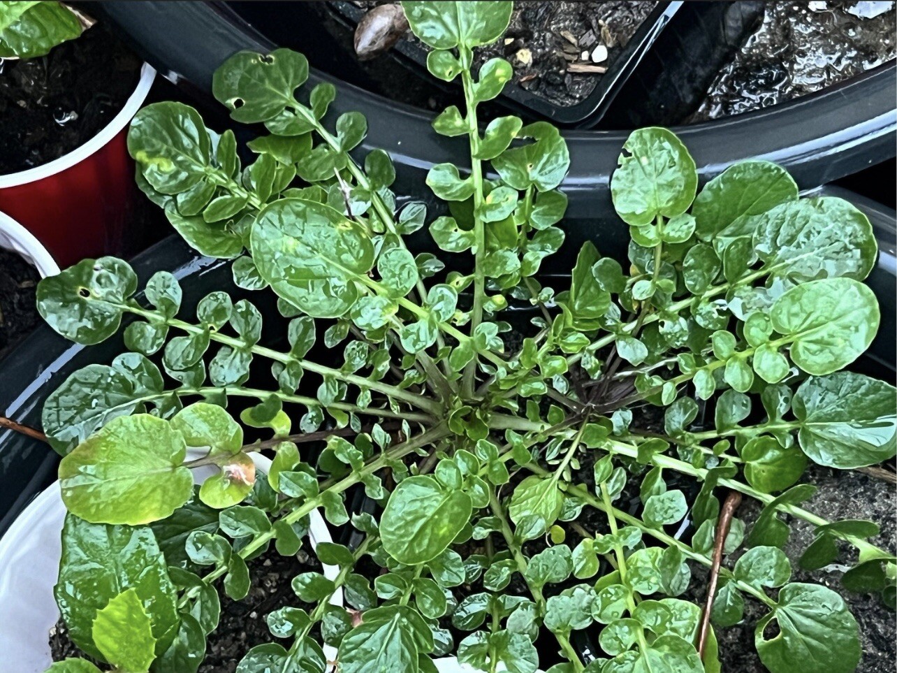 Watercress Organic live plant for planting in 4” Pot, guaranteed growth ...