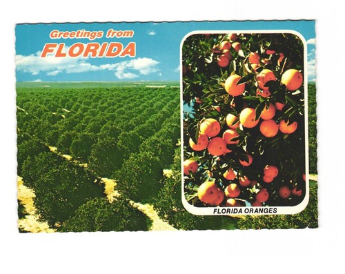 Greetings From Florida - Florida Oranges Vintage Postcard Unposted 4x6 ...
