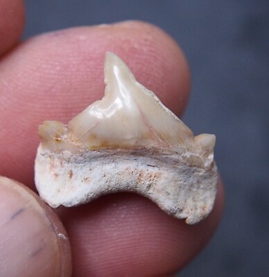 Pathological deformed disease defect Shark Tooth Teeth Fossil Predator ...