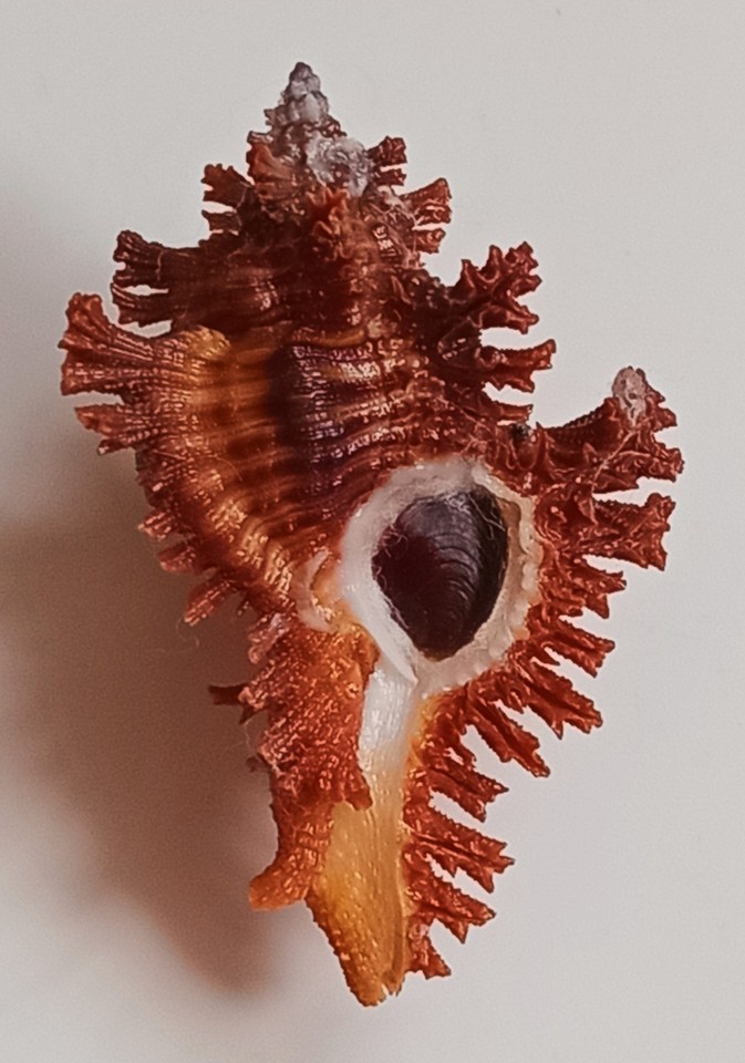 Sea shell chicoreus strigatus 49.8mm, gem, very nice form, perfect | eBay