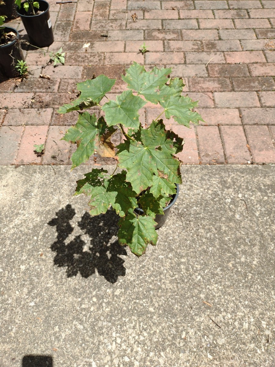 Maple Tree Sapling