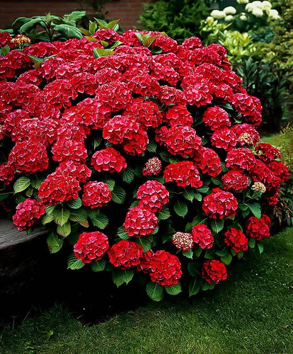**AKADAMA**Hydrangea Starter Plant**Opens Pink then Deepens to Red**USA ...