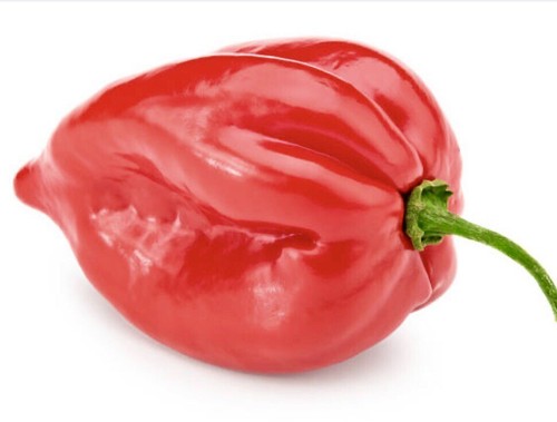 RED HABANERO CHILLI 120 Seeds 300,000 SHU Capsicum Chinese AUSSIE GROWN ...