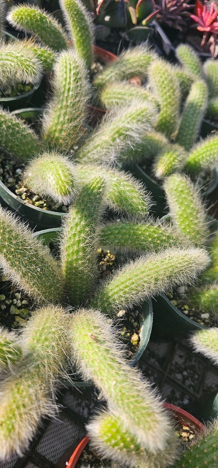 Monkey Tail Cactus – Cleistocactus colademononis – 4in Pot – Unique ...
