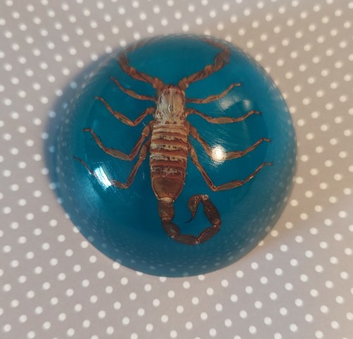 VINTAGE REAL SCORPION ENCASED IN 2 1/2" ROUND TEAL DOME PAPERWEIGHT ...