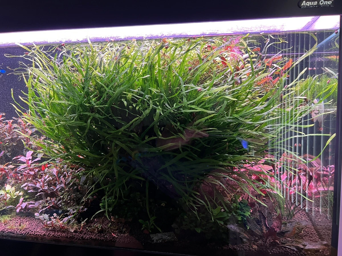 Narrow Leaf Java Fern