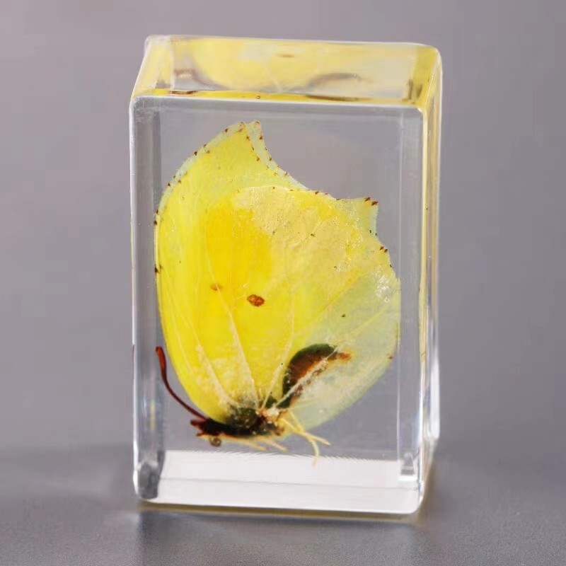 30 Pcs Insect Specimen Bugs in Resin Collection Paperweights Arachnid ...
