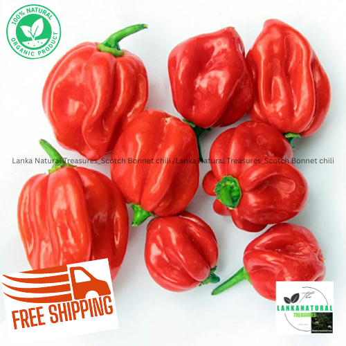 Fresh/ Dried Scotch Bonnet Chili | Hot ceylon chilli | Premium Quality ...