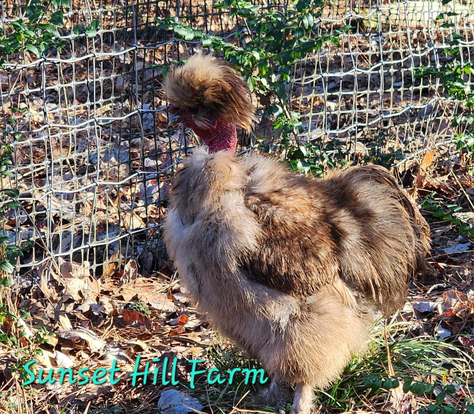 Silkie hatching eggs Chocolate Mottled SL Silkie, Showgirl, Frizzle ...