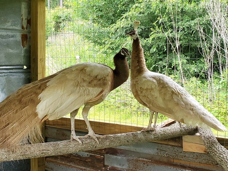 5 Peach Black Shoulder Pied White-eye Peafowl Peacock Hatching Eggs ...